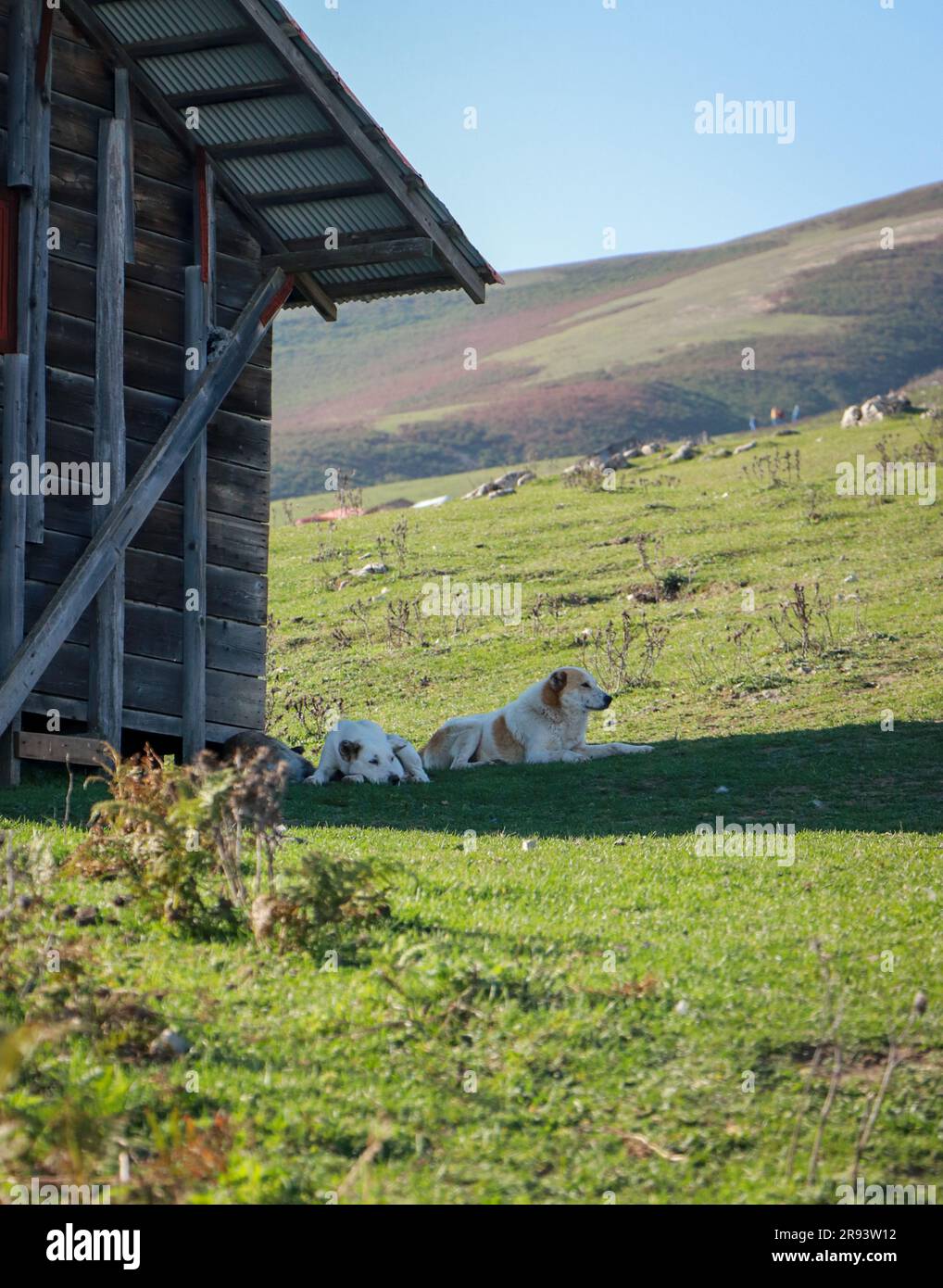 Dogs in a barn hi-res stock photography and images - Alamy