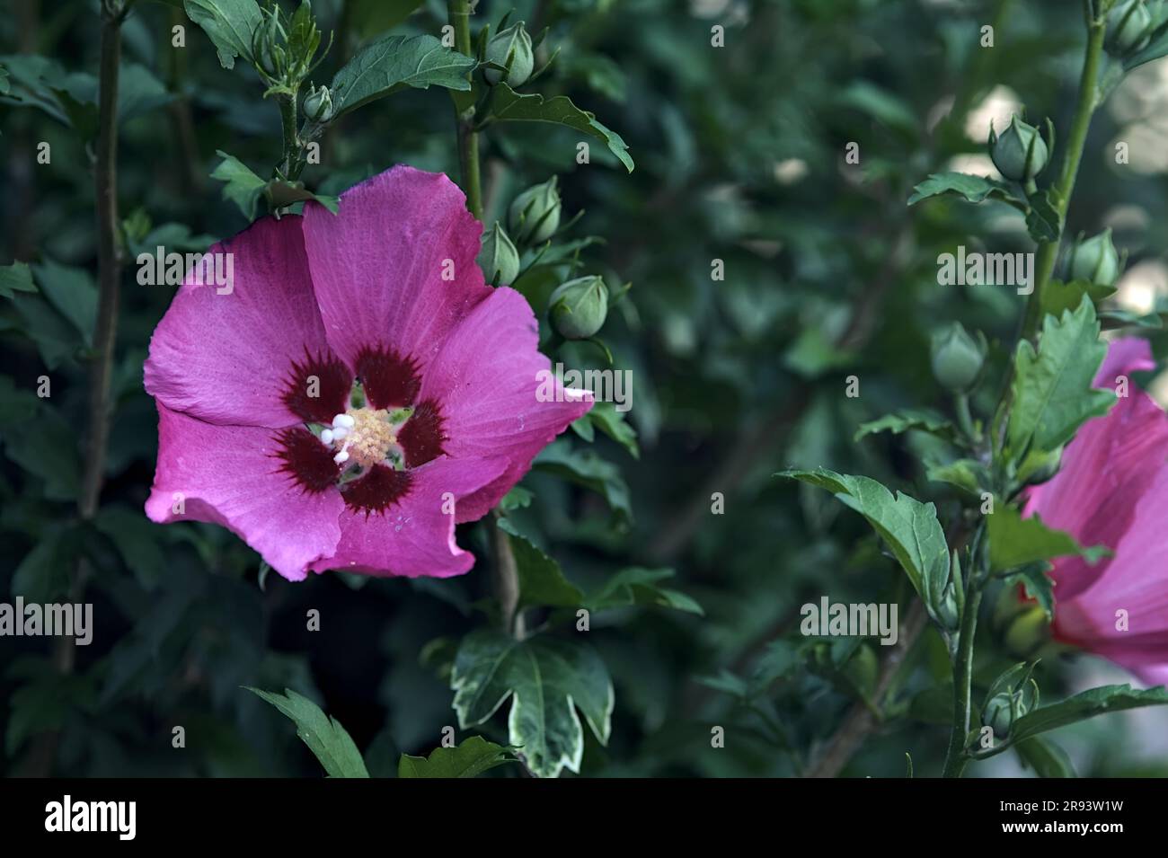 Violet hibiscus in bloom in a bush seen up close Stock Photo - Alamy
