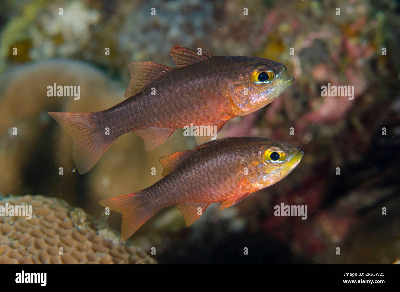 Yelloweye cardinalfish hi-res stock photography and images - Alamy