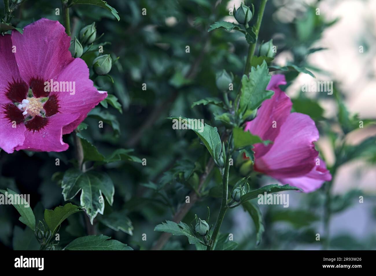 Violet hibiscus in bloom in a bush seen up close Stock Photo - Alamy
