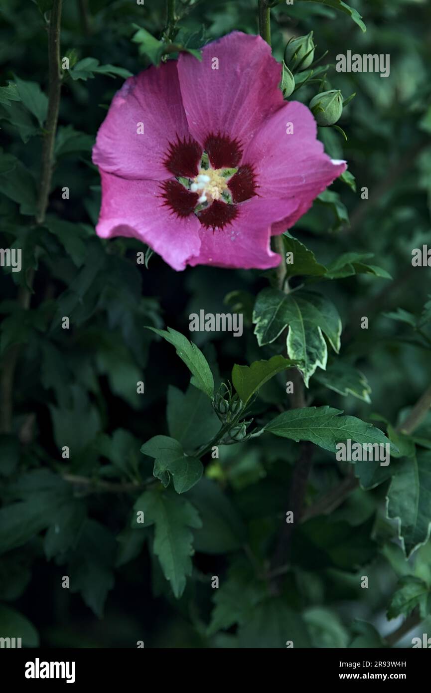 Violet hibiscus in bloom in a bush seen up close Stock Photo - Alamy