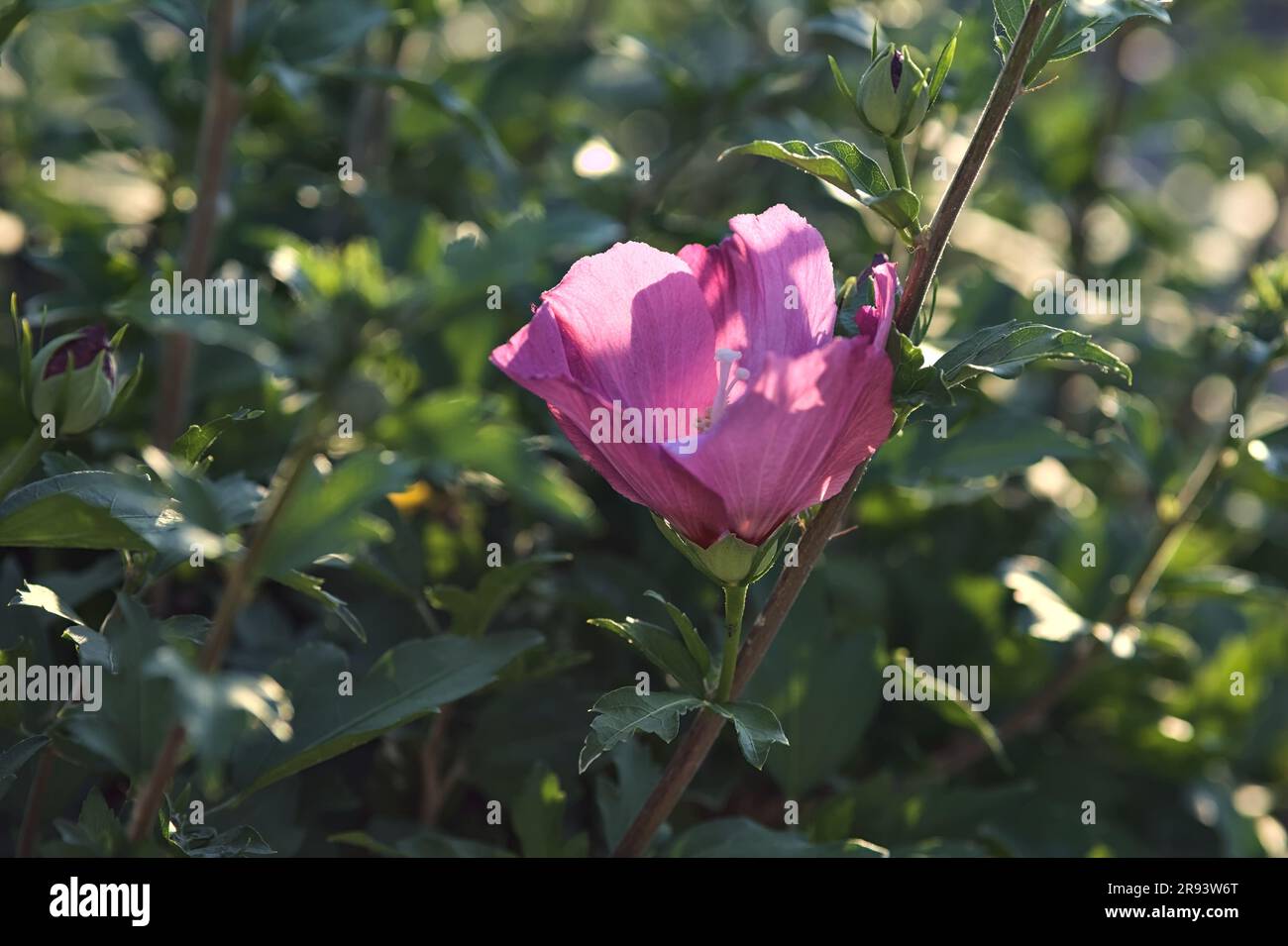 Violet hibiscus in bloom in a bush seen up close Stock Photo - Alamy