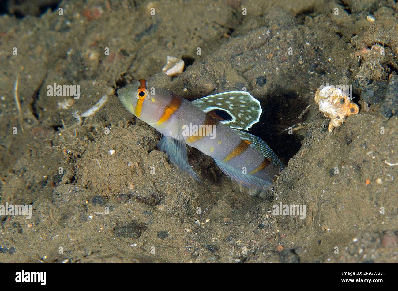 Randall's Shrimpgoby, Amblyeleotris randalli, with extended fin ...