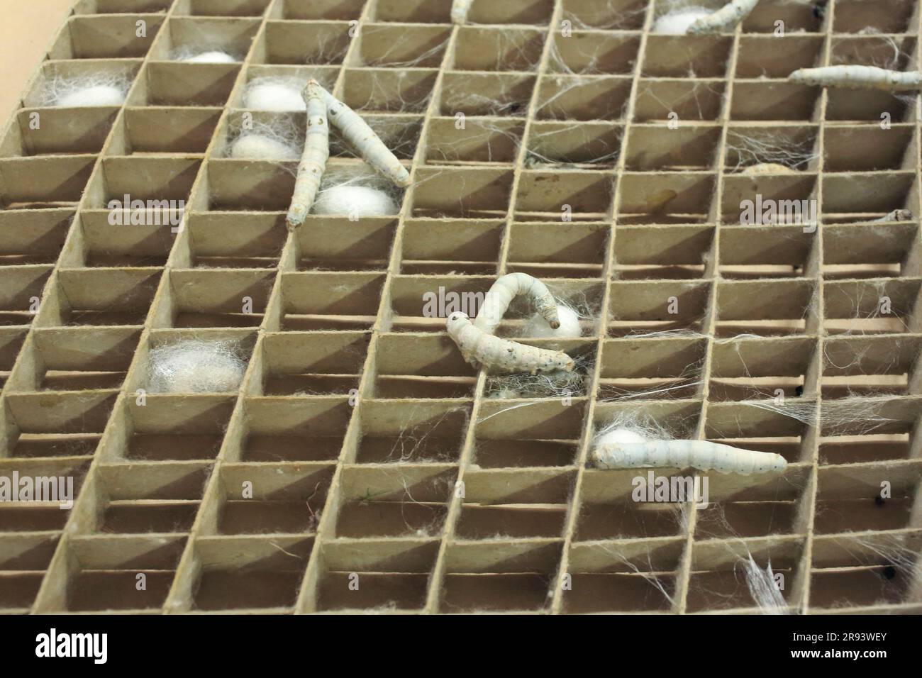 Cocoons and silkworms of rotatory cocooning frame in Tomioka Silk Mill ...