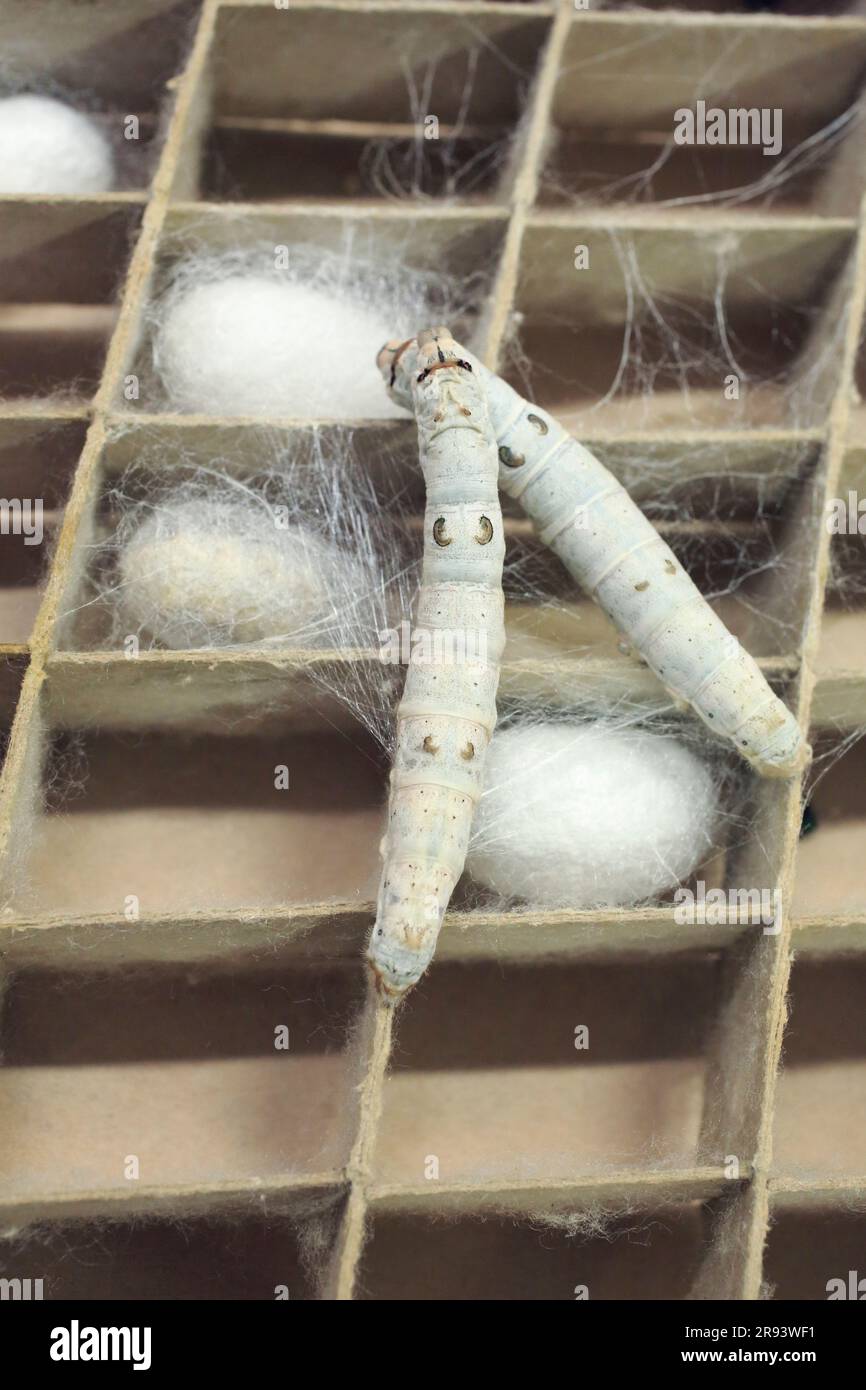 Cocoons and silkworms of rotatory cocooning frame in Tomioka Silk Mill ...