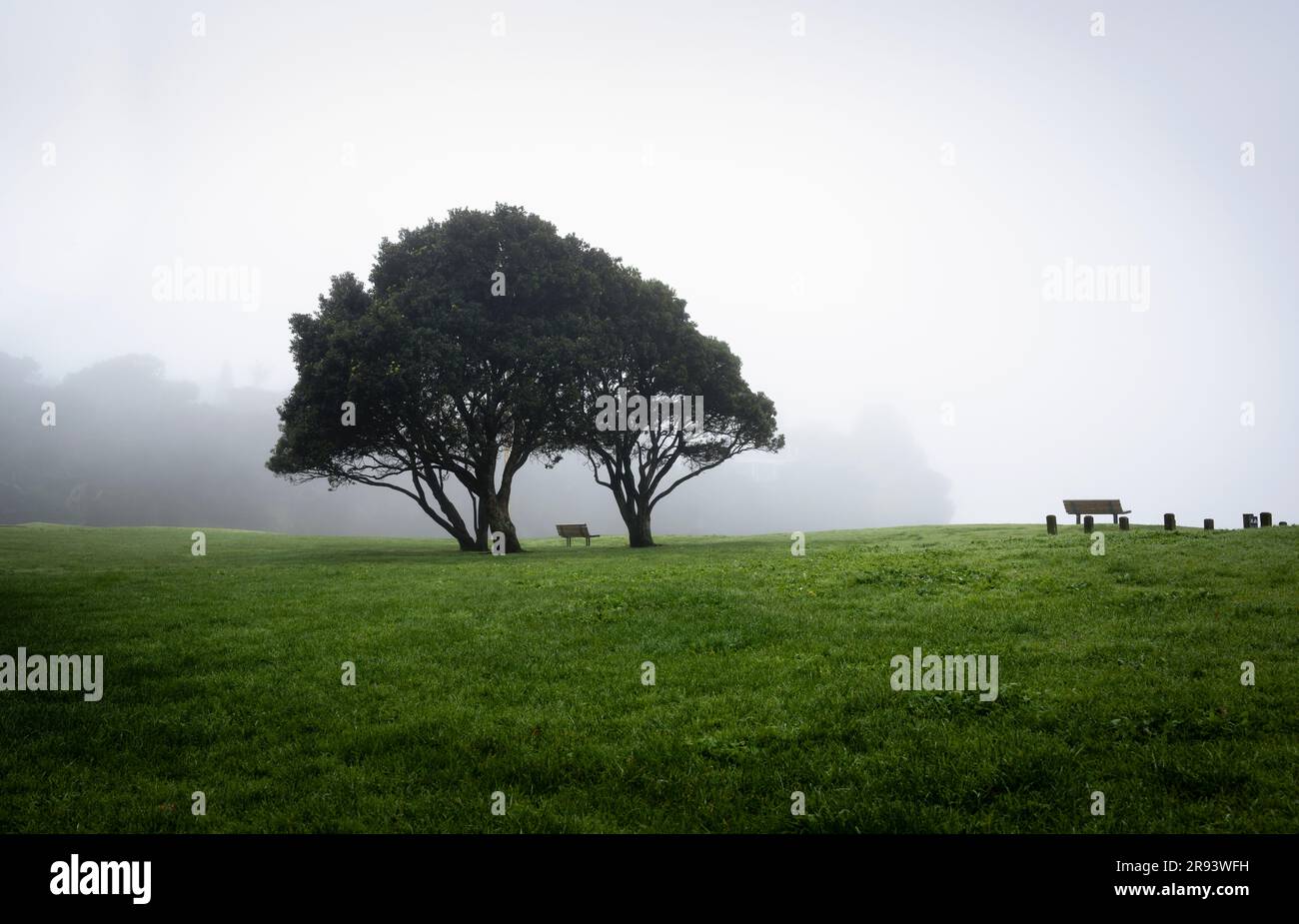 Pohutukawa trees in the heavy fog. Empty benches under the tree ...