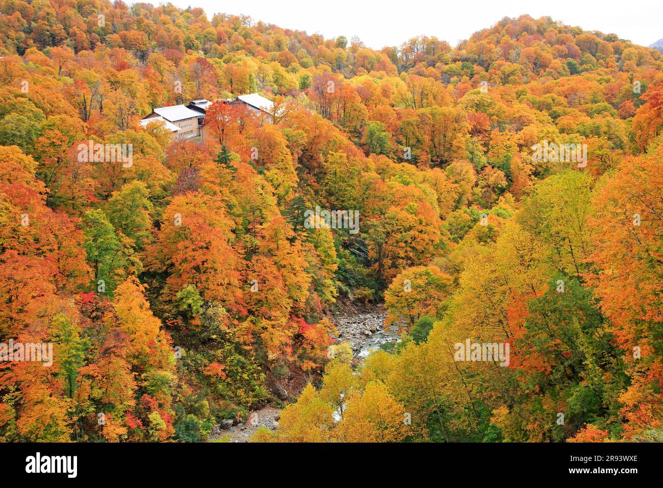 Tamagawa Onsen of Autumn Leaves Stock Photo - Alamy