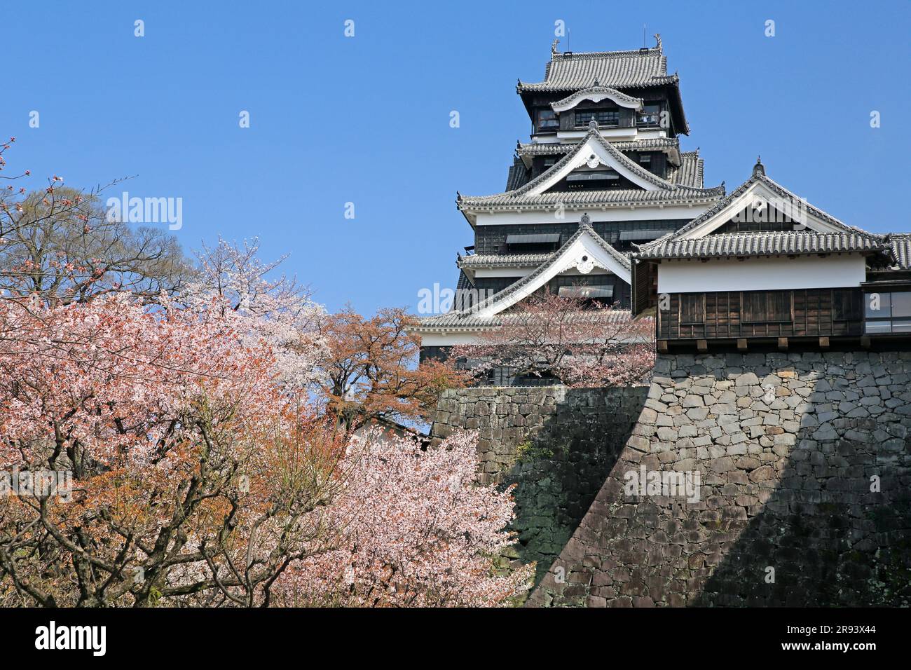 Kumamoto Castle and cherry blossoms Stock Photo - Alamy