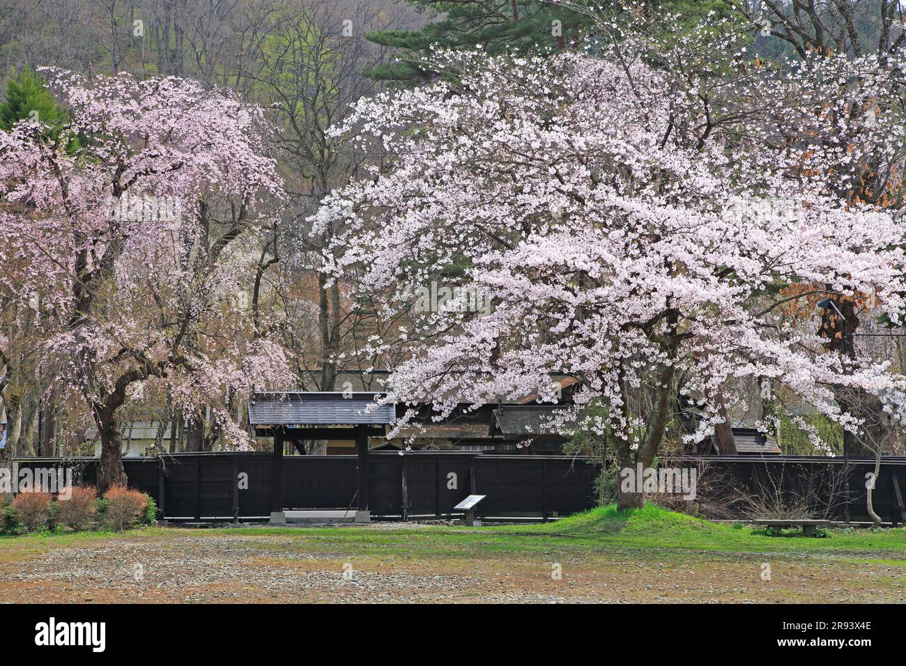 Cherry blossoms in the samurai residence in Kakunodate Stock Photo - Alamy