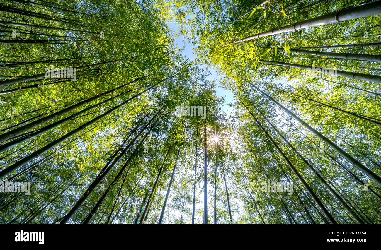 Green bamboo forest with sunrays and blue sky at Tu Le Commune, Van ...