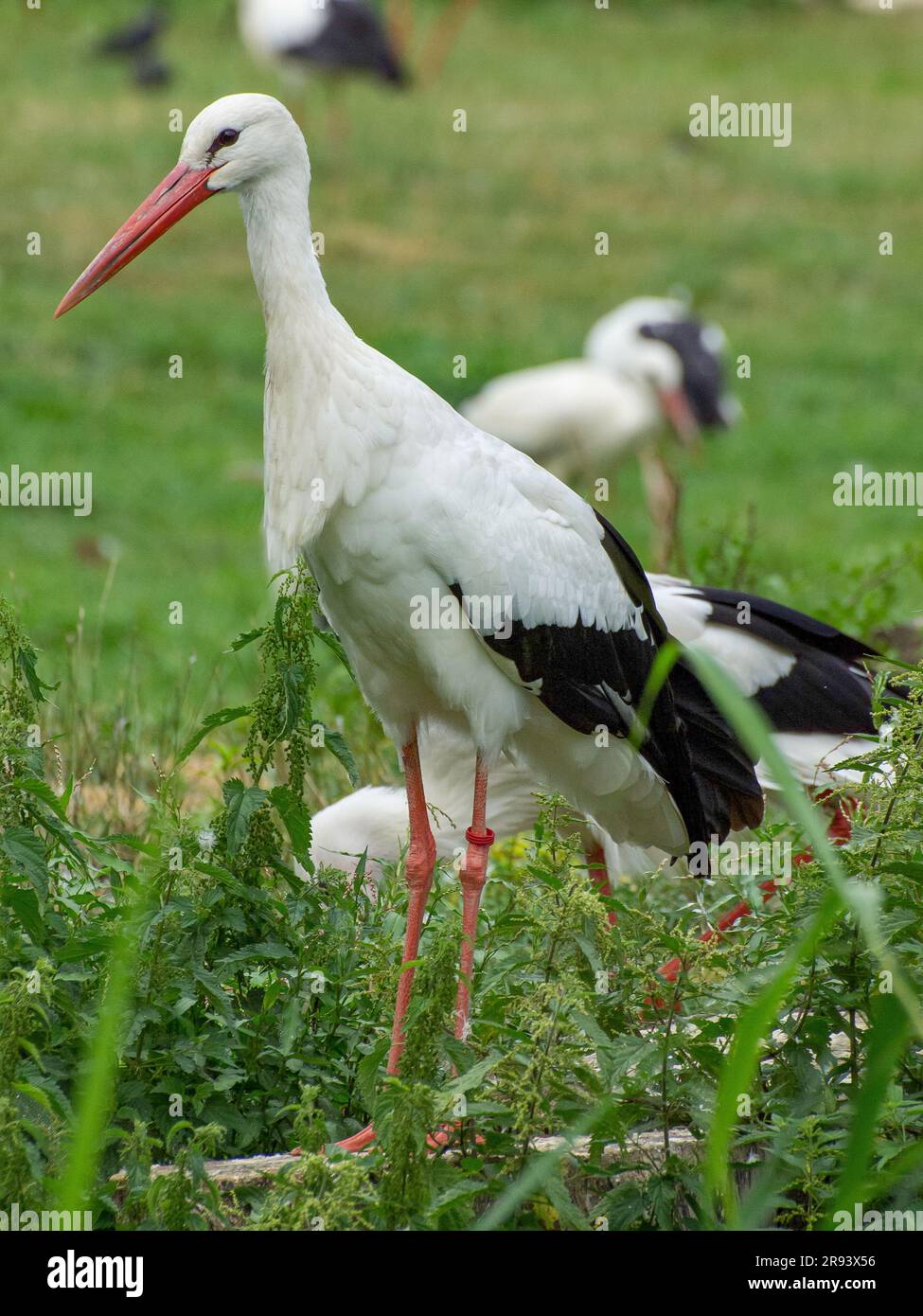 storks in germany Stock Photo - Alamy