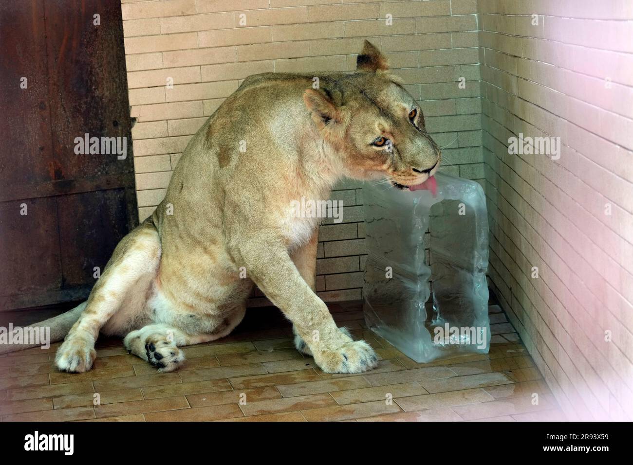 A lion cools off with a block of ice at the Lahore Zoo during hot ...