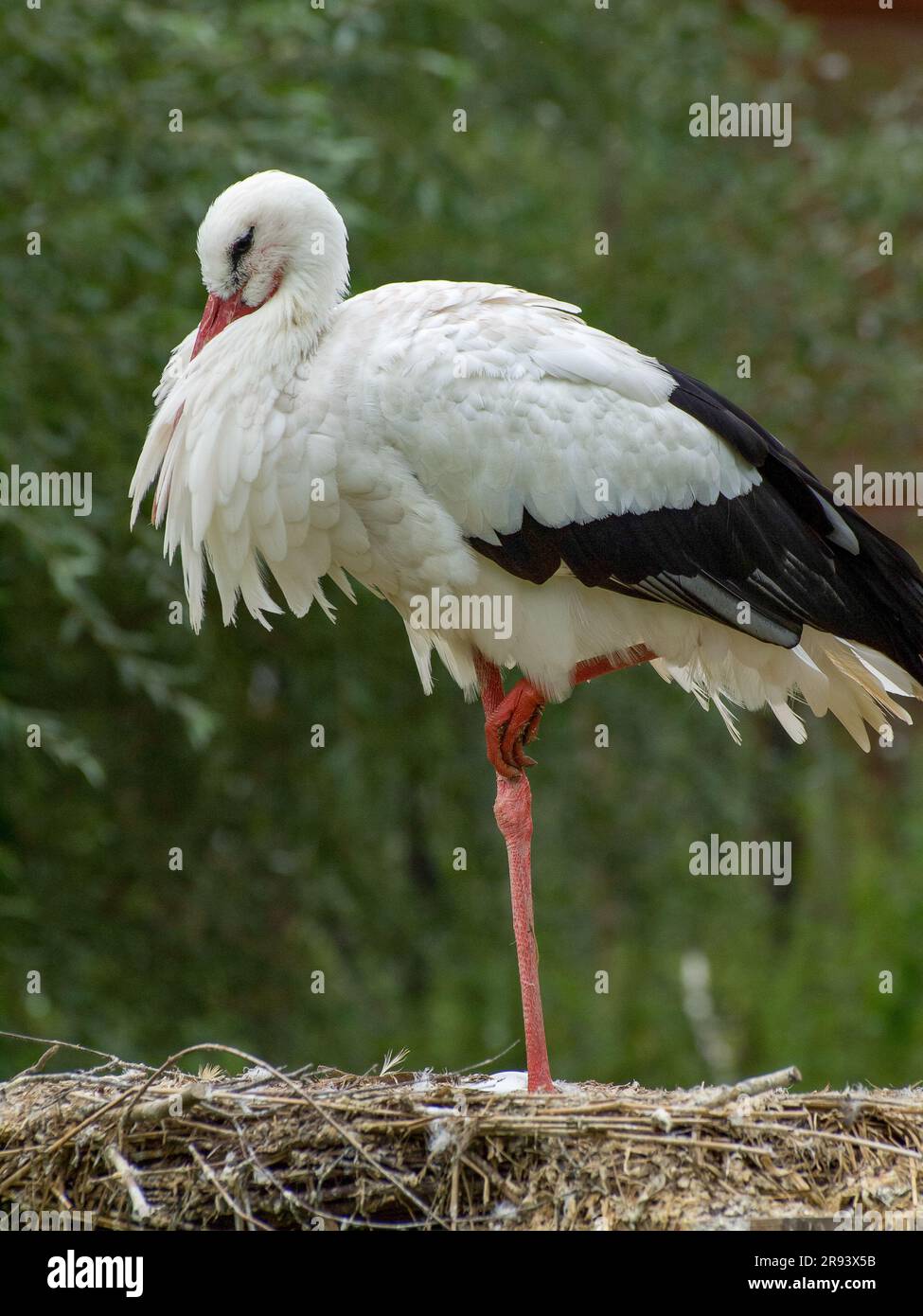 storks in germany Stock Photo - Alamy