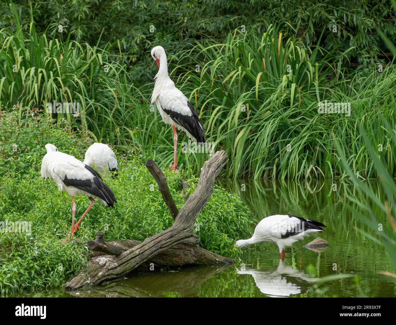 storks in germany Stock Photo - Alamy