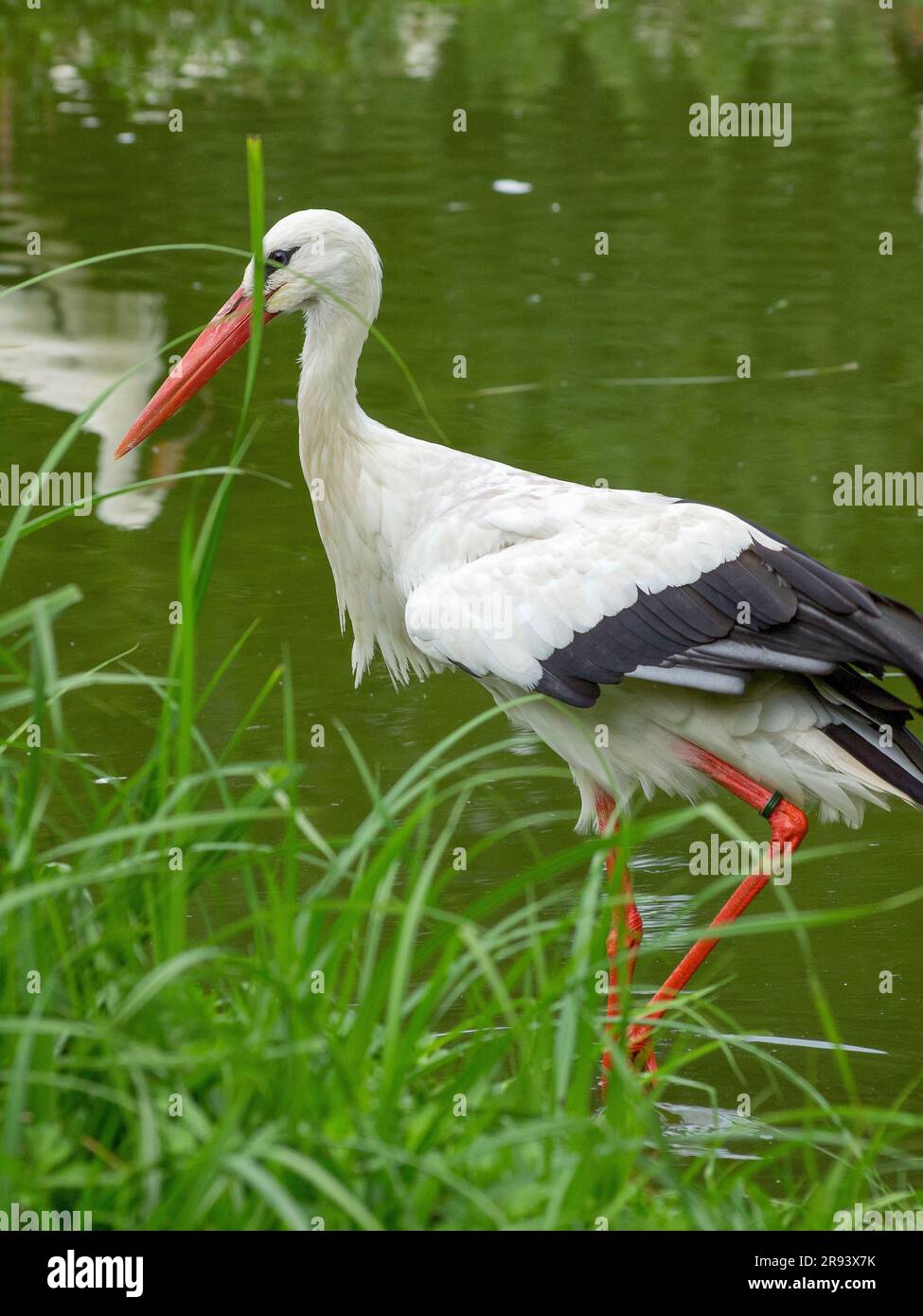 storks in germany Stock Photo - Alamy