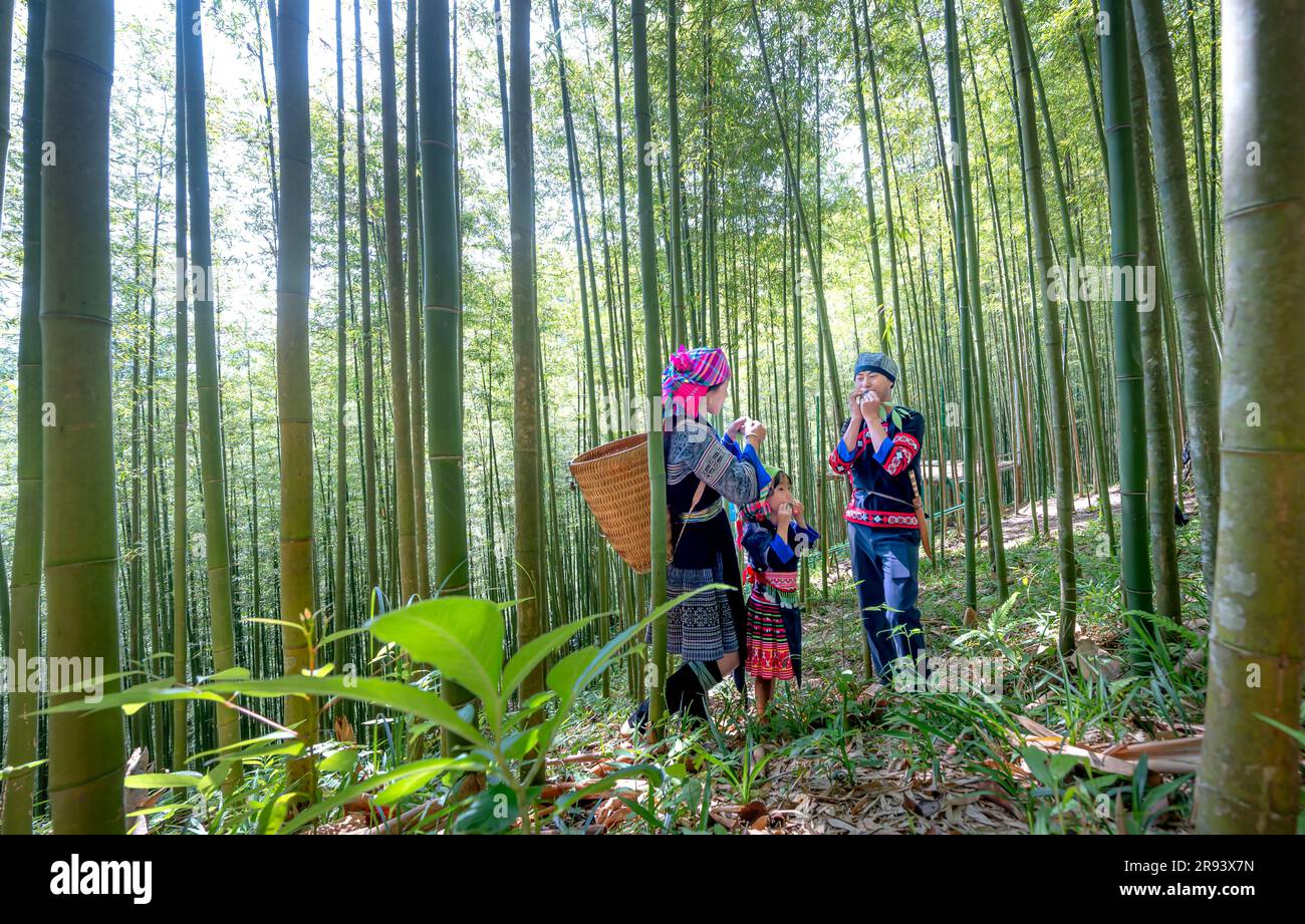 A young ethnic minority couple with their daughter rest in the bamboo ...