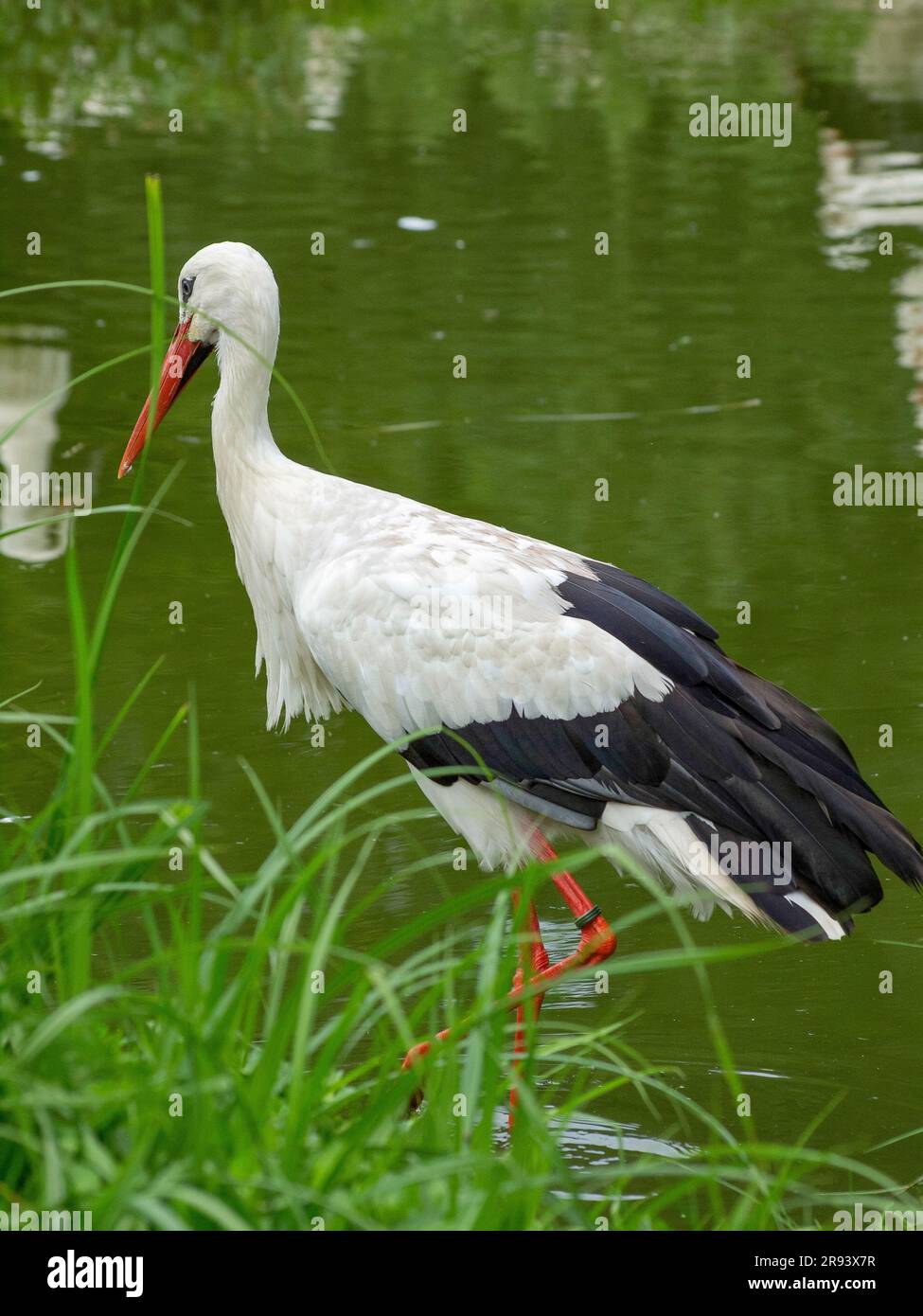 storks in germany Stock Photo - Alamy