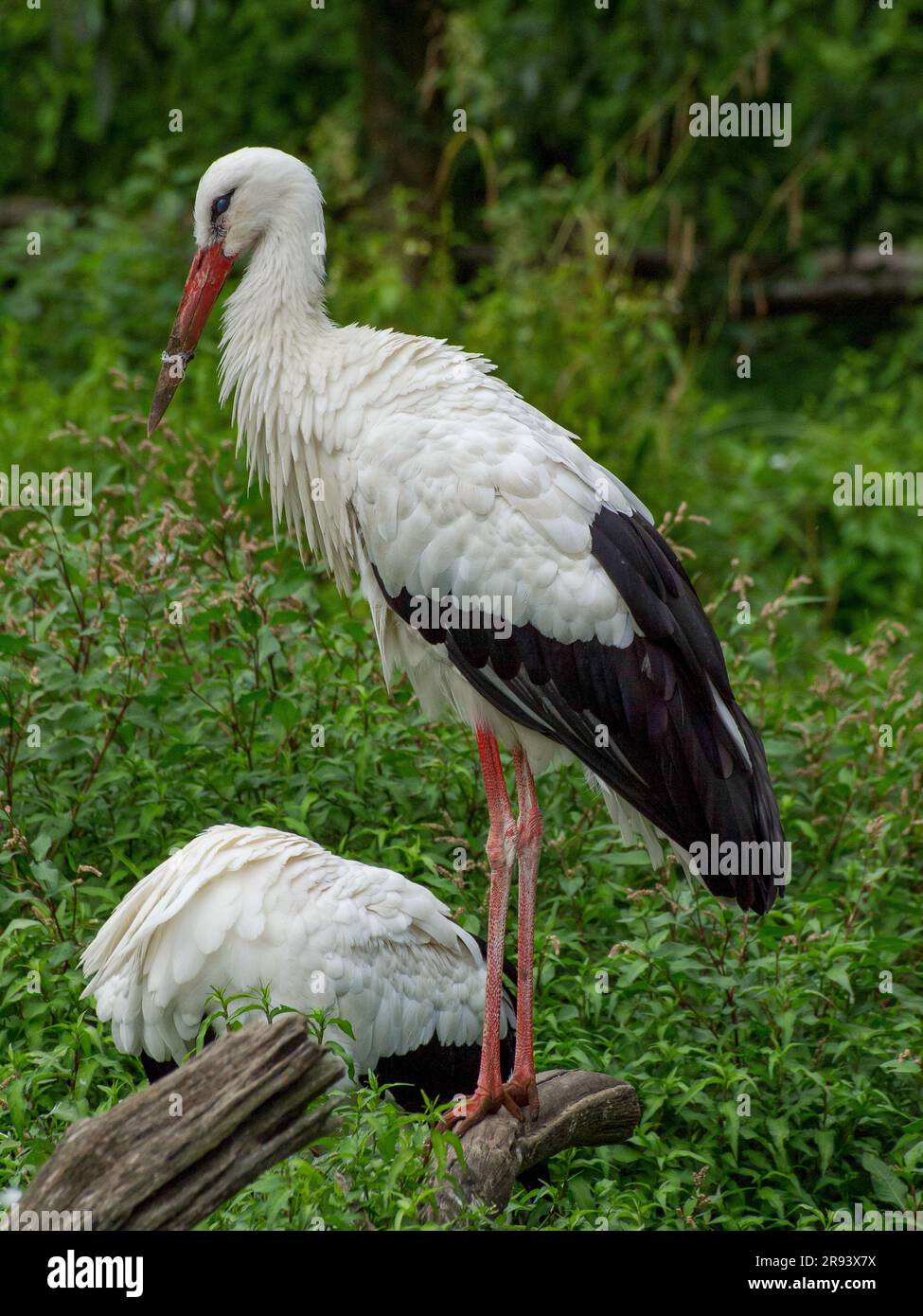 storks in germany Stock Photo - Alamy