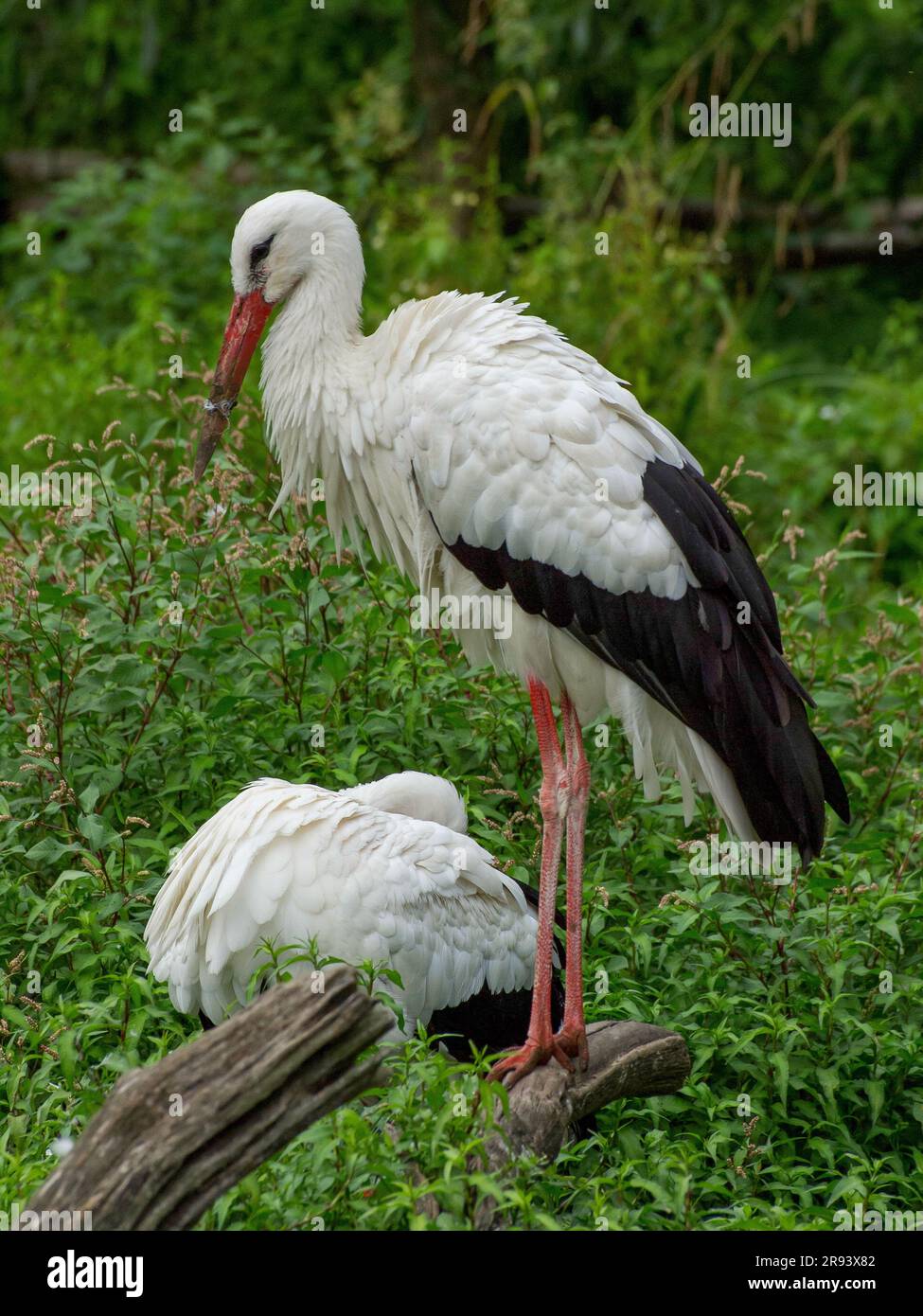 storks in germany Stock Photo - Alamy