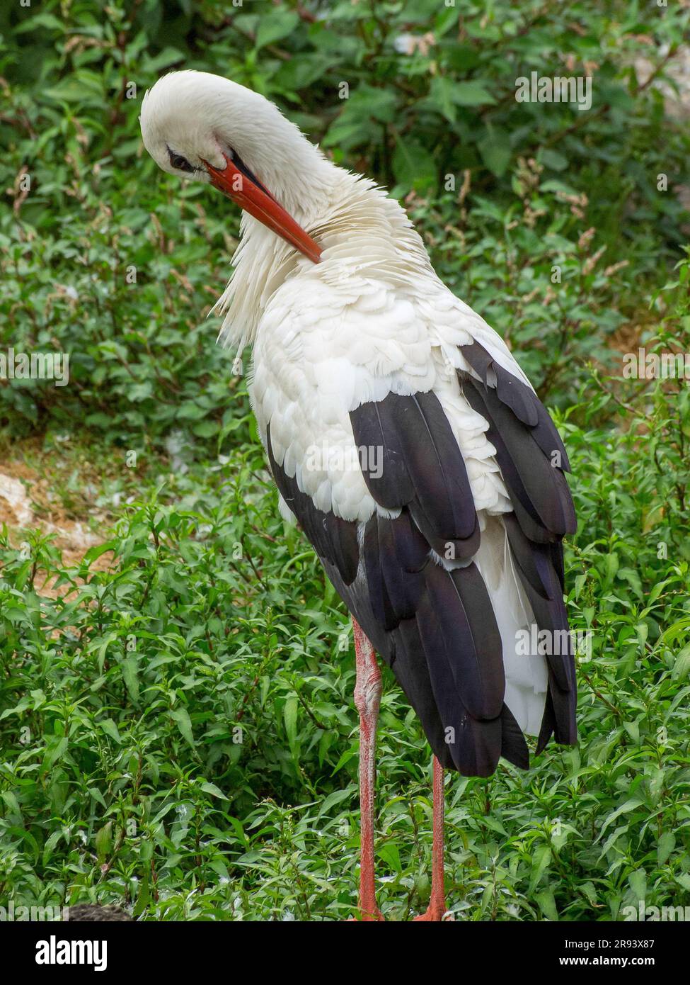 storks in germany Stock Photo - Alamy