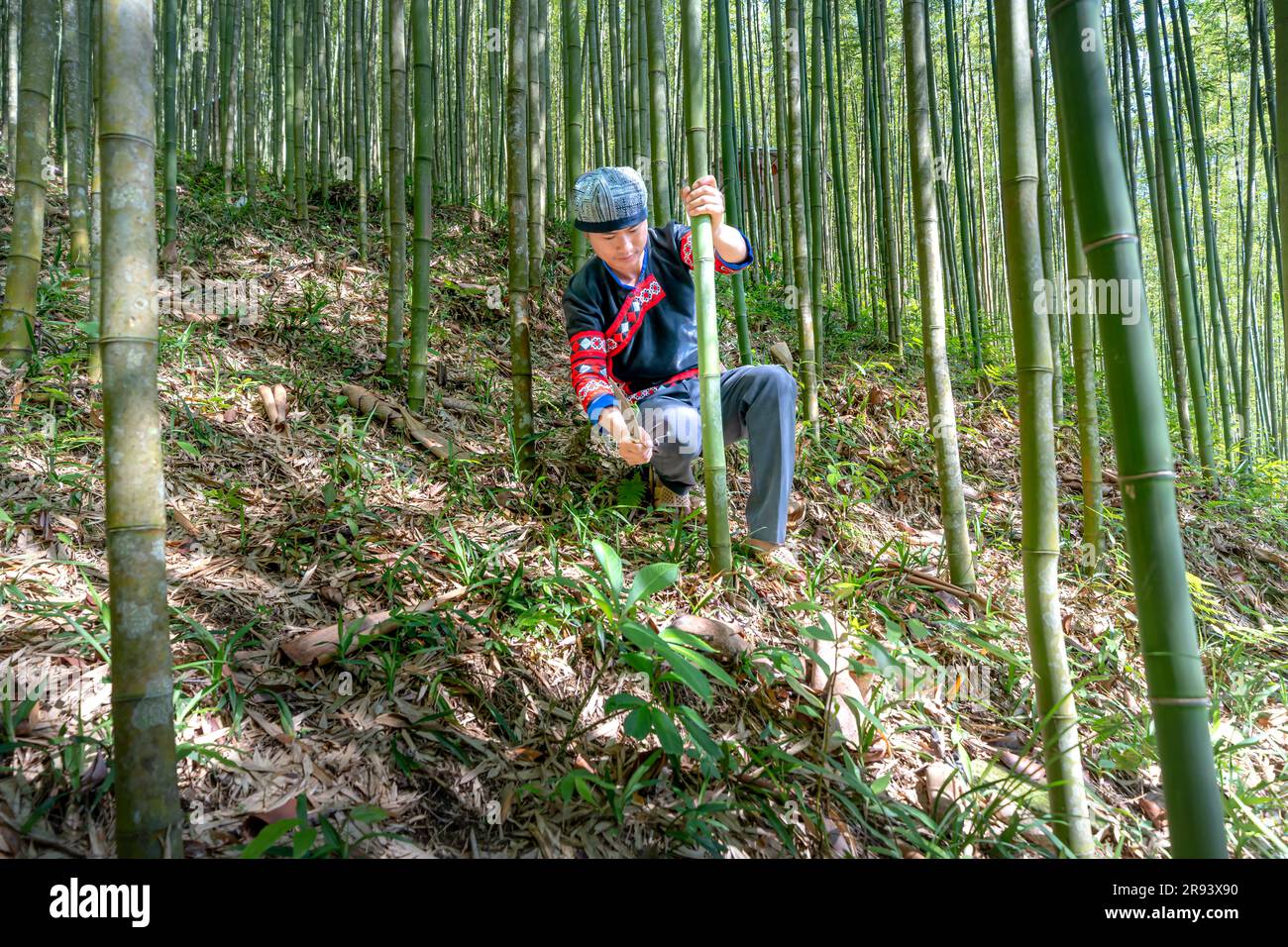 An ethnic minority young man is cutting bamboo trees in the bamboo ...
