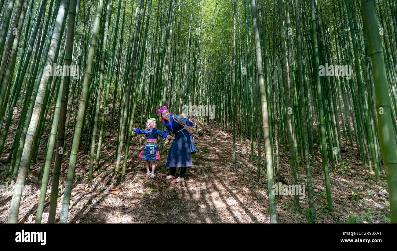 Ethnic minority woman carry their children in a rattan basket in a ...