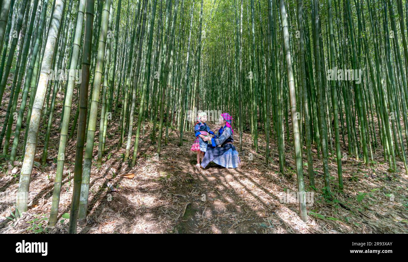 Ethnic minority woman carry their children in a rattan basket in a ...