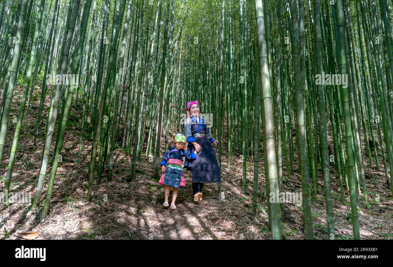 Ethnic minority woman carry their children in a rattan basket in a ...