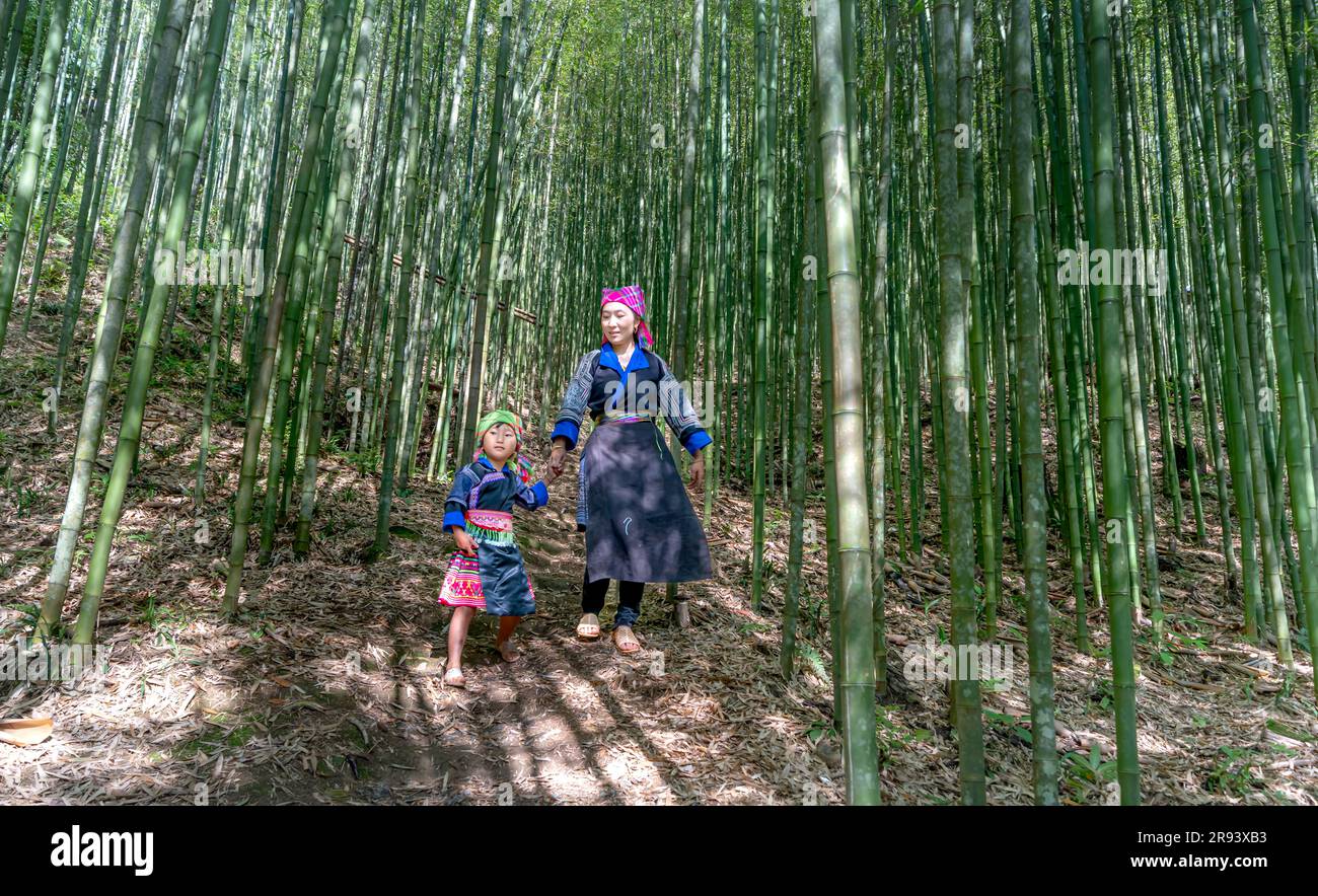Ethnic minority woman carry their children in a rattan basket in a ...