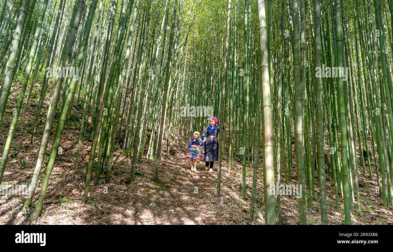 Ethnic minority woman carry their children in a rattan basket in a ...