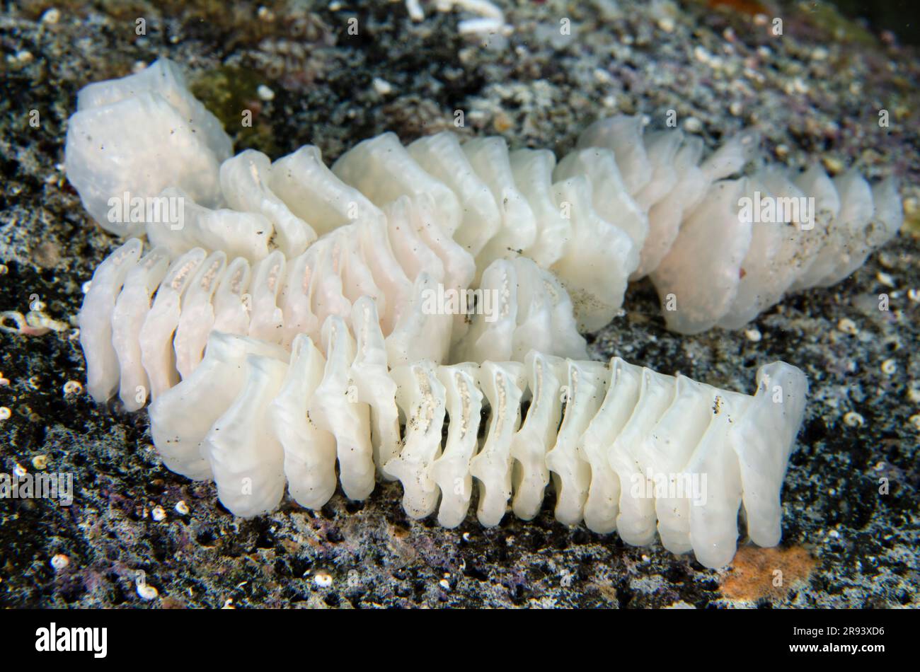 Egg cases of Sea Snail, Gastropoda Order, possibly from Lightning Whelk ...