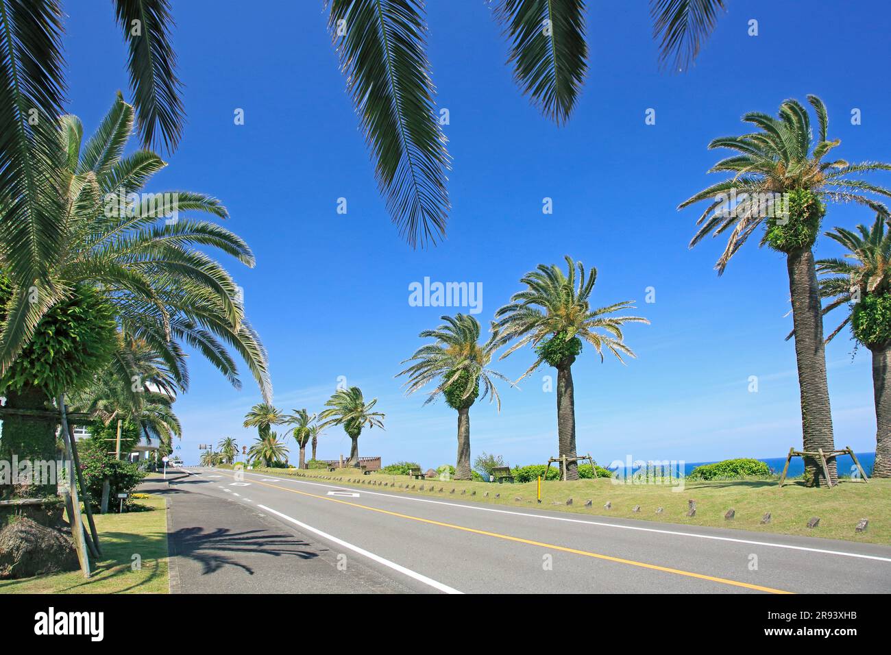 Phoenix Road on the Nichinan Coast Stock Photo - Alamy