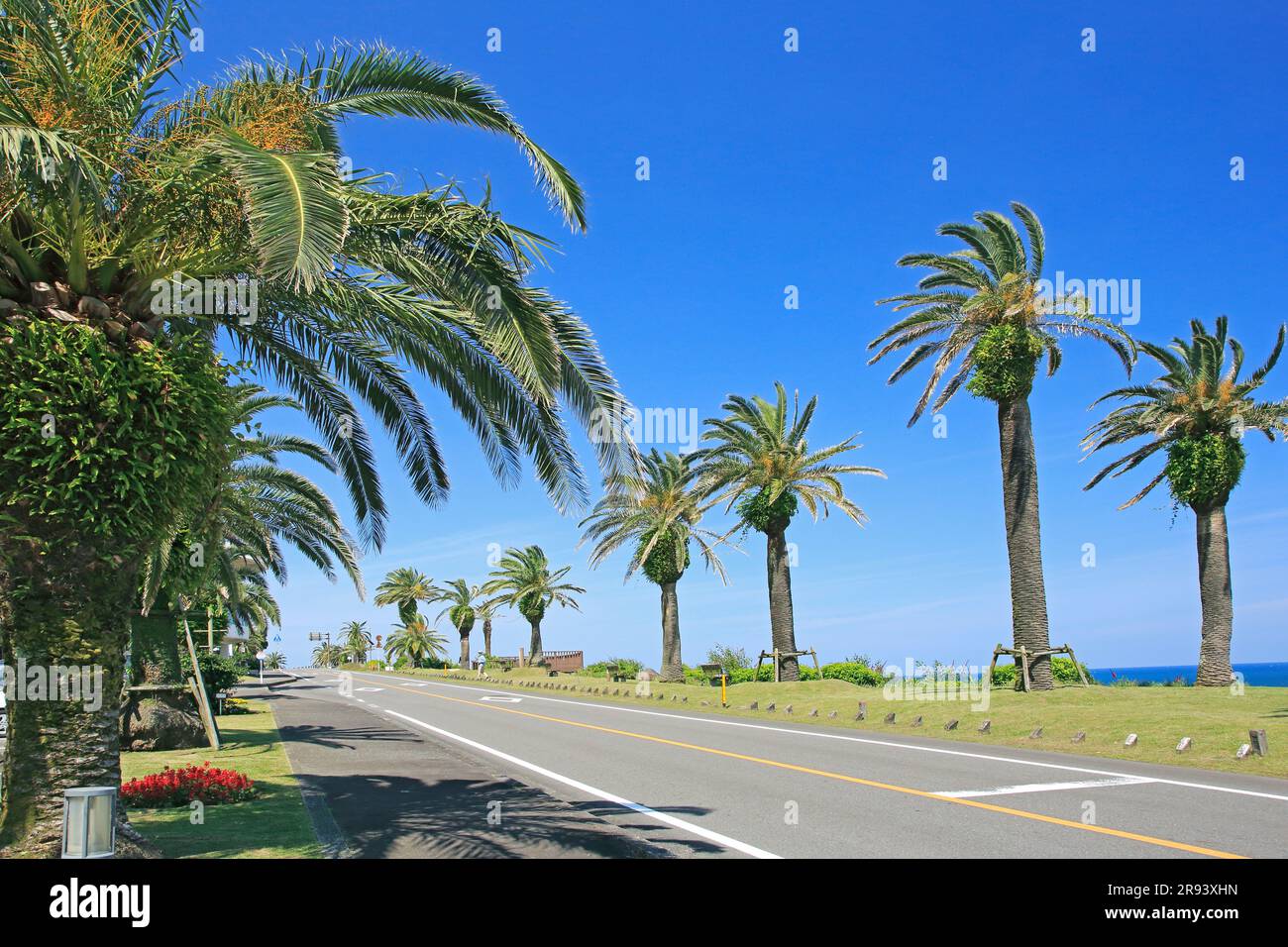 Phoenix Road on the Nichinan Coast Stock Photo - Alamy