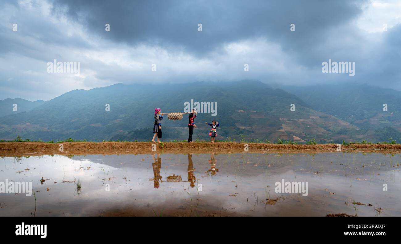 See the scene of carrying pigs to the market of the H'Mong ethnic ...