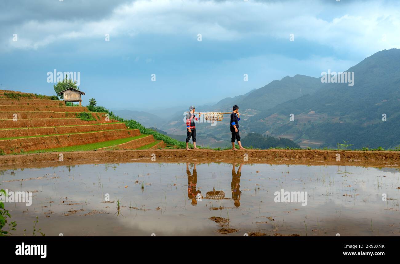 See the scene of carrying pigs to the market of the H'Mong ethnic ...