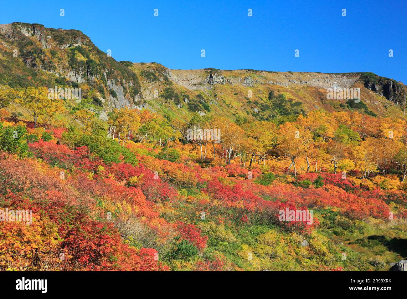 Autumn leaves of Kogen Onsen in Daisetsuzan Stock Photo - Alamy