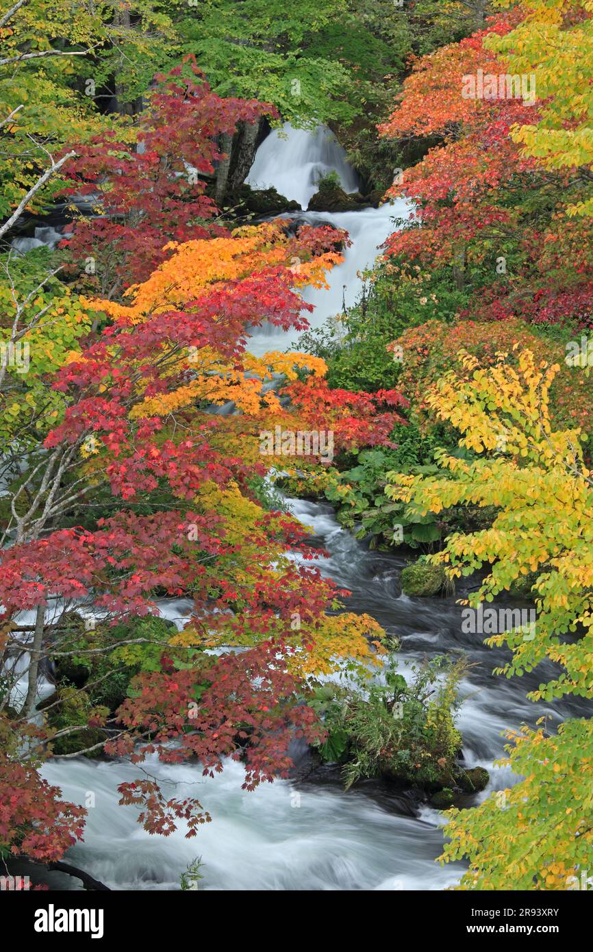 Autumn Colors of the Akan River near the Waterfall Mouth of Lake Akan ...