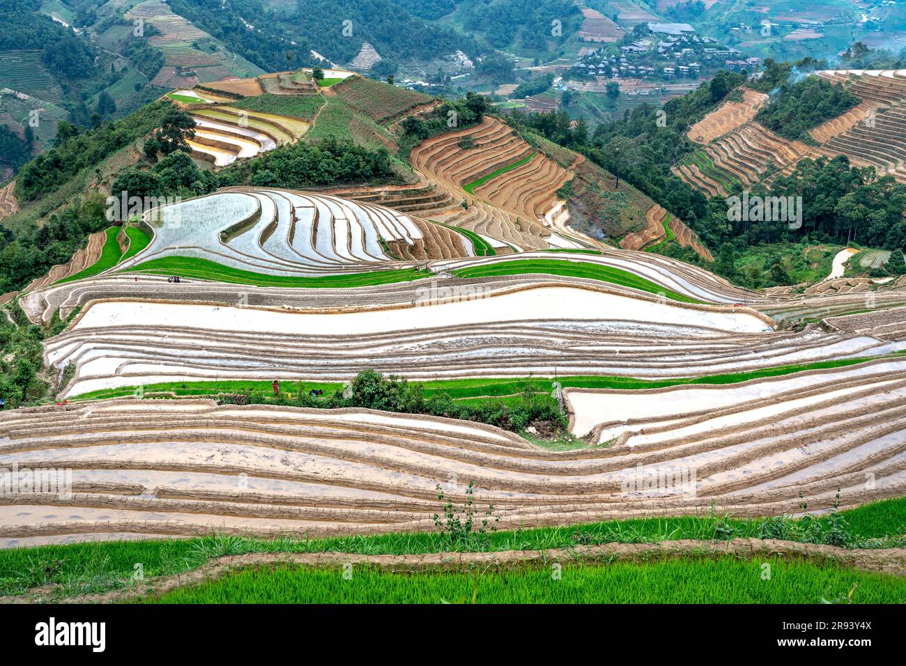 See terraced fields in the pouring season in Mu Cang Chai, Yen Bai ...
