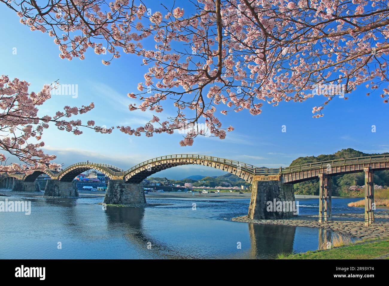 Kintai-bashi bridge and cherry blossoms Stock Photo - Alamy