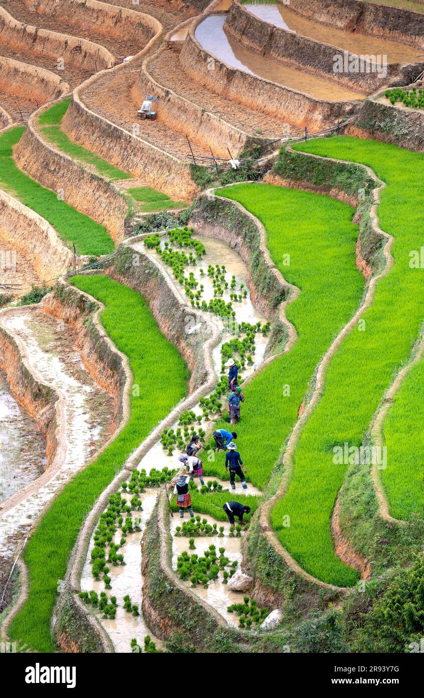 See terraced fields in the pouring season in Mu Cang Chai, Yen Bai ...