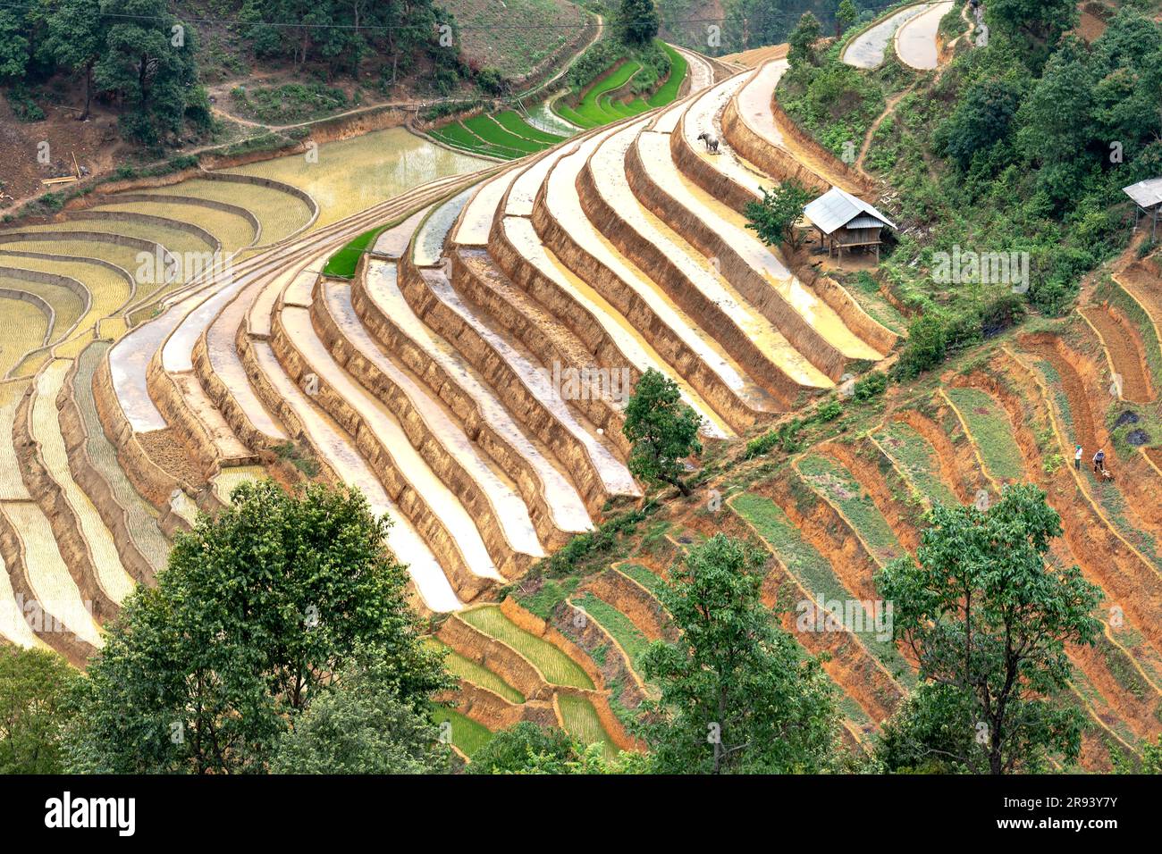 See terraced fields in the pouring season in Mu Cang Chai, Yen Bai ...