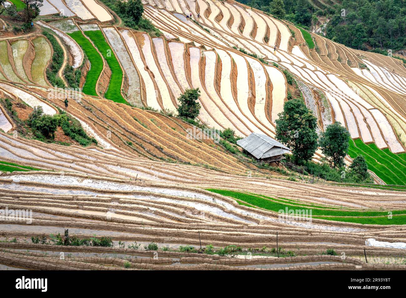 See terraced fields in the pouring season in Mu Cang Chai, Yen Bai ...