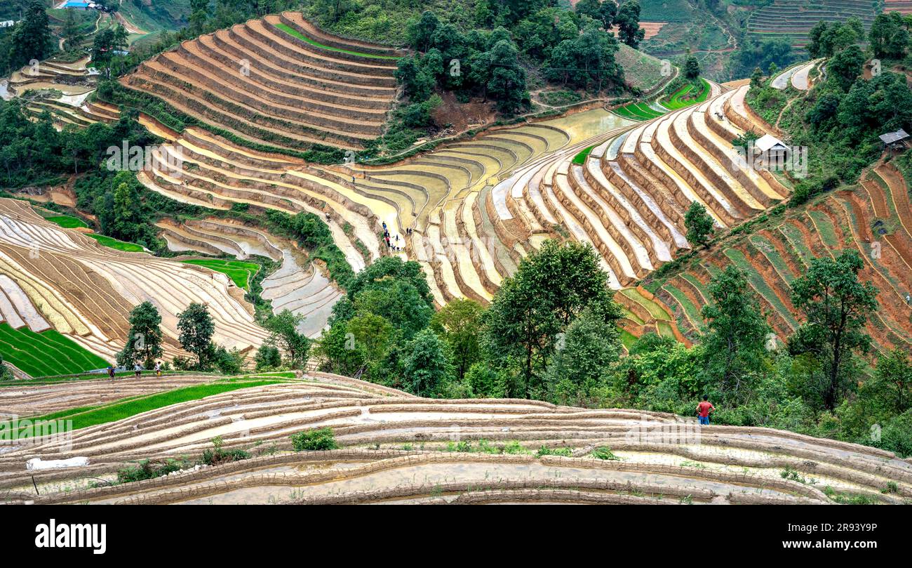 See terraced fields in the pouring season in Mu Cang Chai, Yen Bai ...
