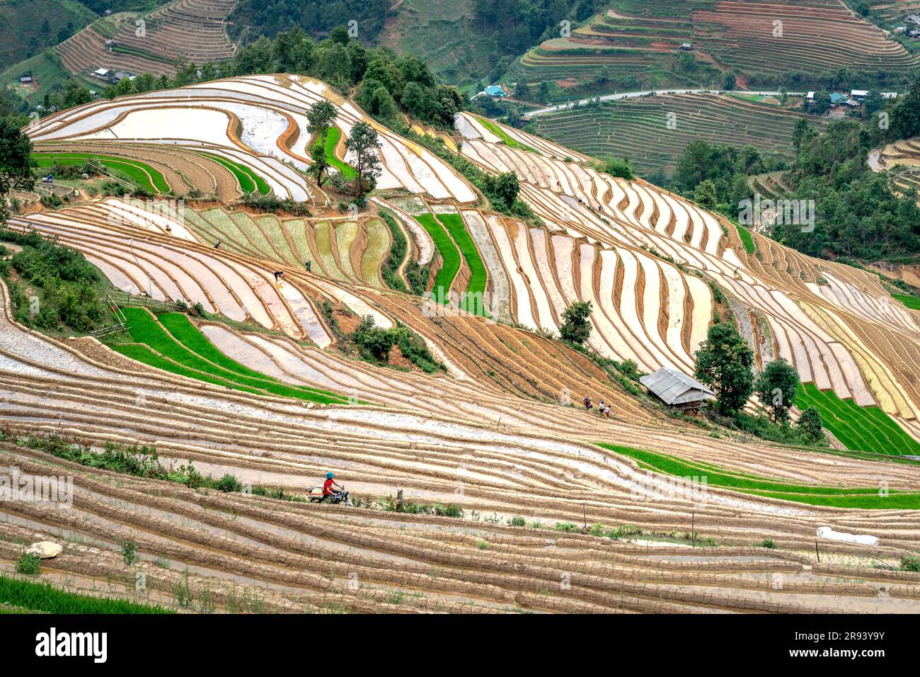 See terraced fields in the pouring season in Mu Cang Chai, Yen Bai ...