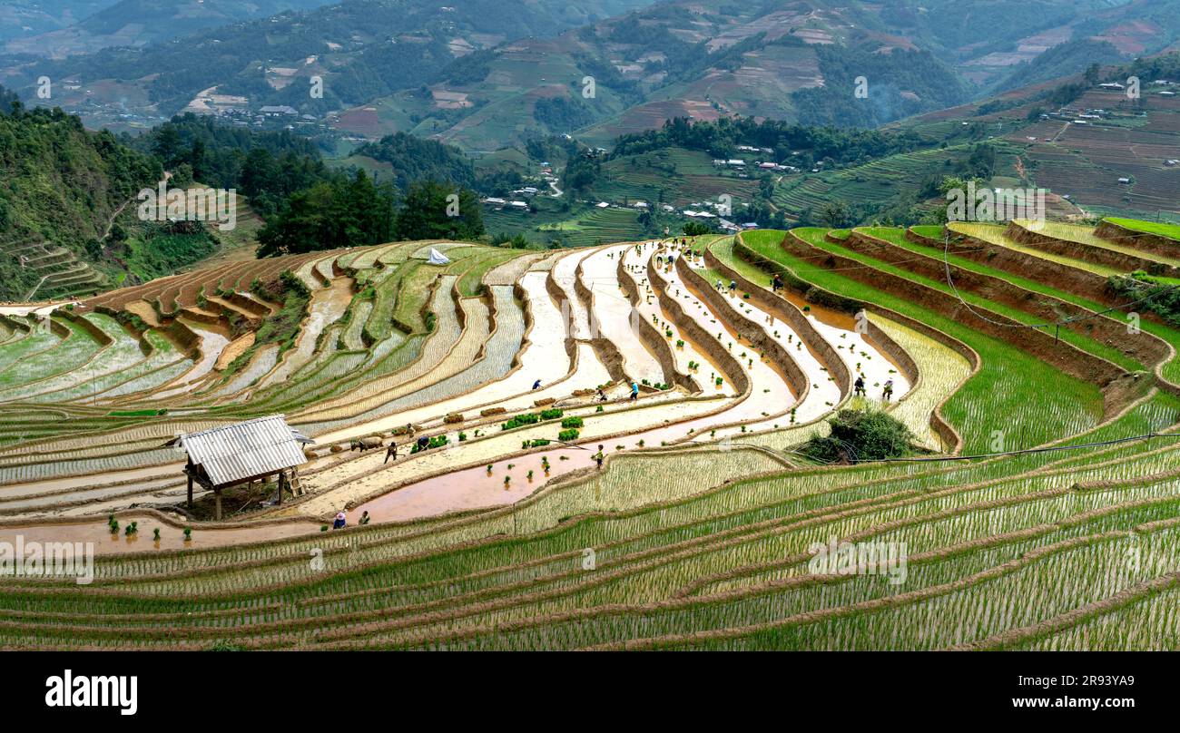 See terraced fields in the pouring season in Mu Cang Chai, Yen Bai ...