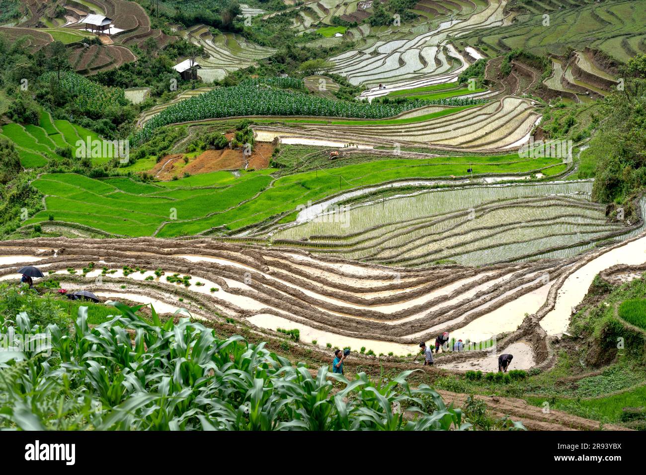 See terraced fields in the pouring season in Mu Cang Chai, Yen Bai ...