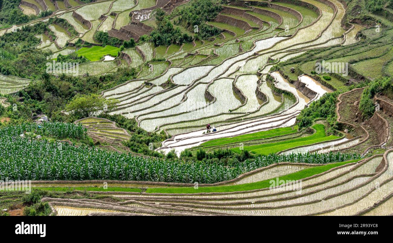 See terraced fields in the pouring season in Mu Cang Chai, Yen Bai ...