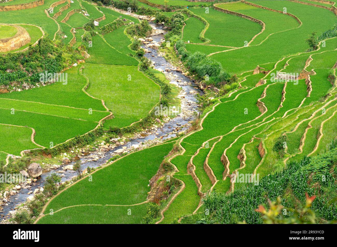 See terraced fields in the pouring season in Mu Cang Chai, Yen Bai ...
