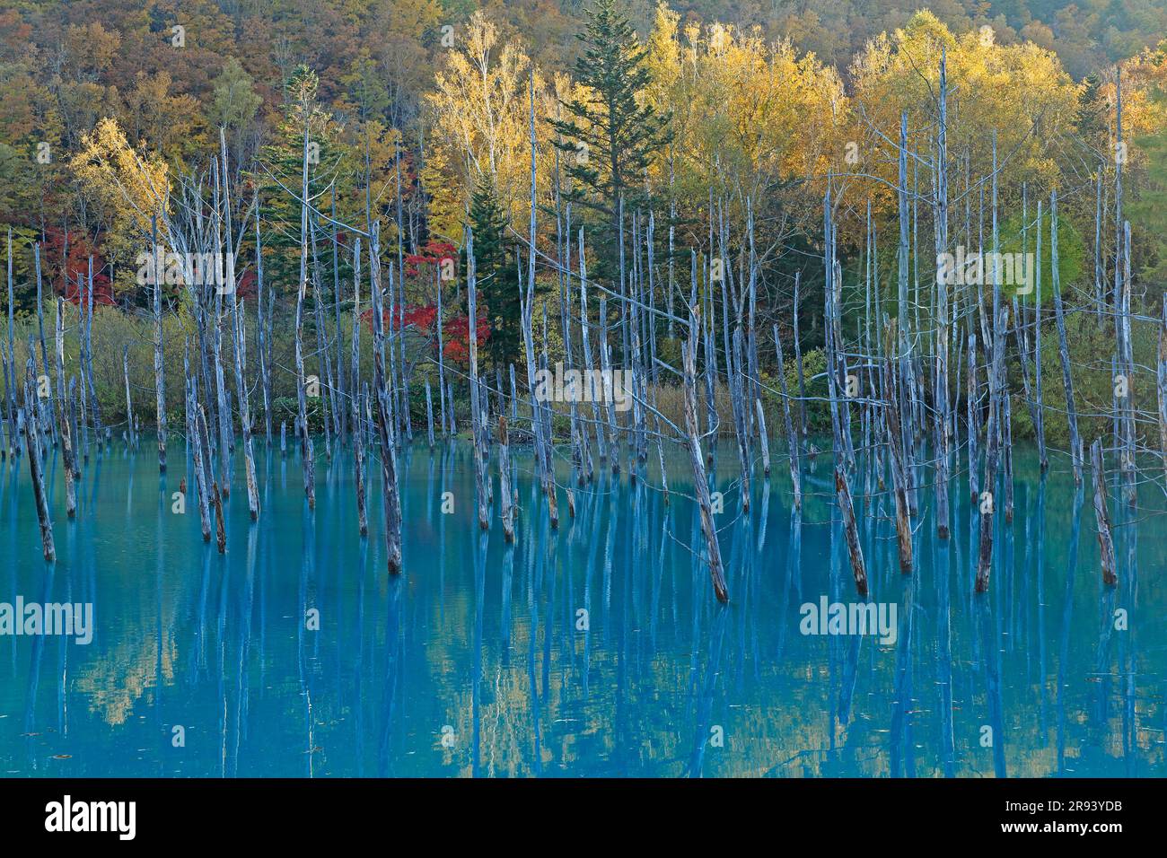 the blue pond reflecting autumn leaves Stock Photo - Alamy