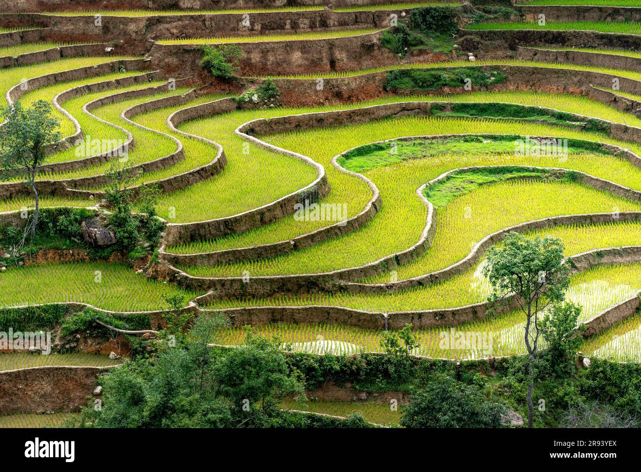 See terraced fields in the pouring season in Mu Cang Chai, Yen Bai ...